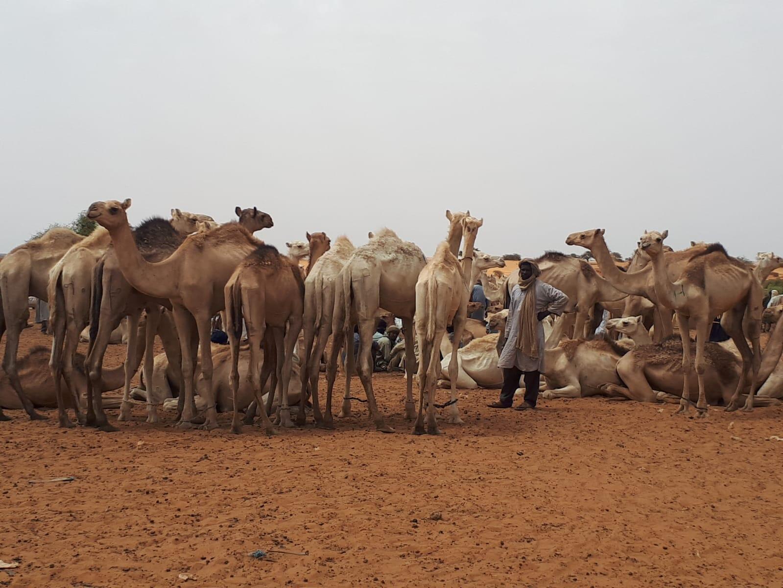 [Reportage] Mali: face à la sécheresse, les éleveurs quittent Ménaka ...