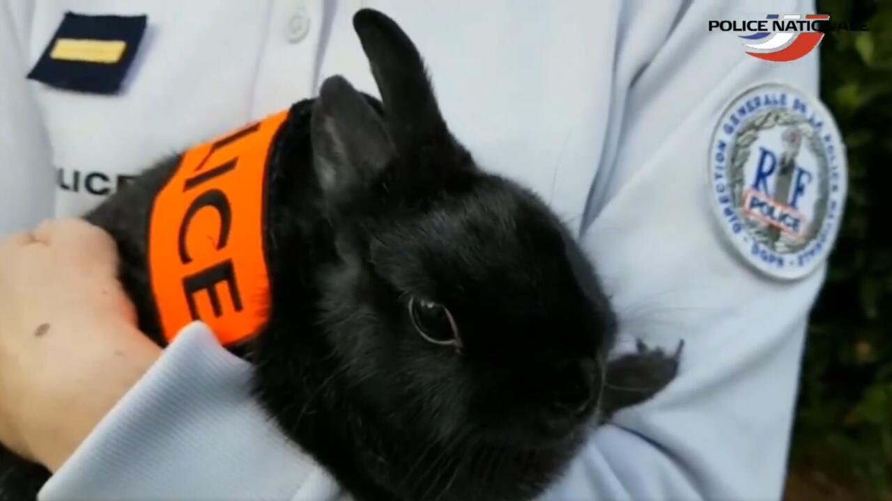 French police in recruitment drive for detective rabbits