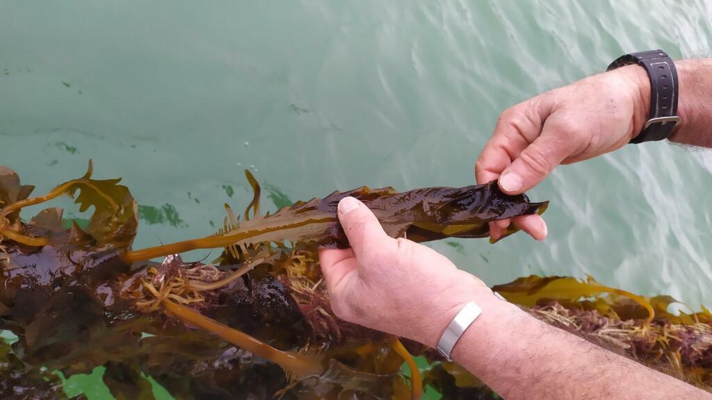 L’algue bretonne, une culture d’avenir - Reportage France