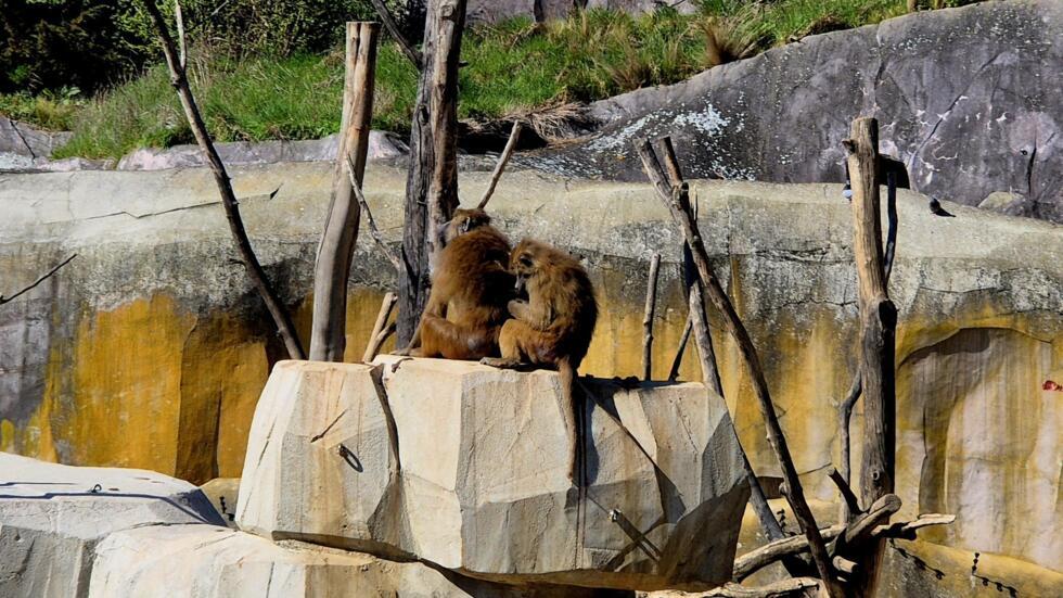 Au zoo de Paris, les secrets de la communication des babouins de Guinée - C'est dans ta nature