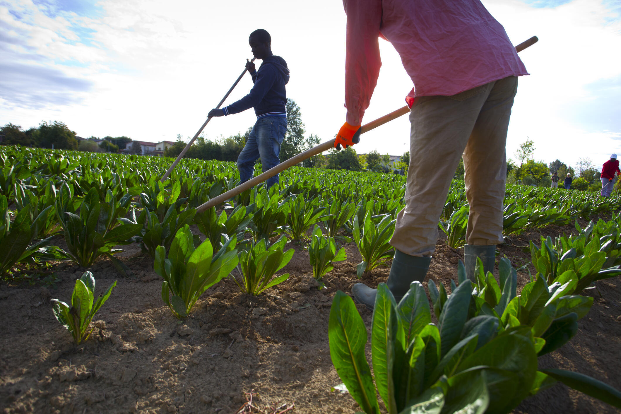 Saving the planet means stopping land abuse, warns leaked IPCC report