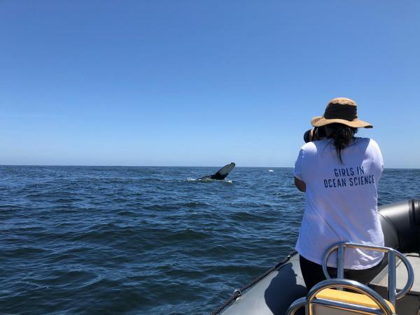 What's behind a dolphin's whistle? South Africa scientists aim to find out