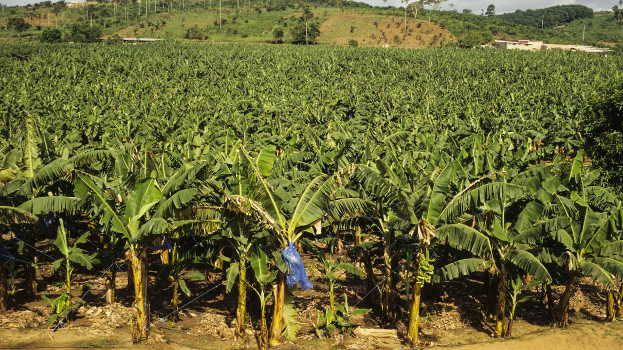L'Afrique s'organise pour sauver sa banane - Afrique économie