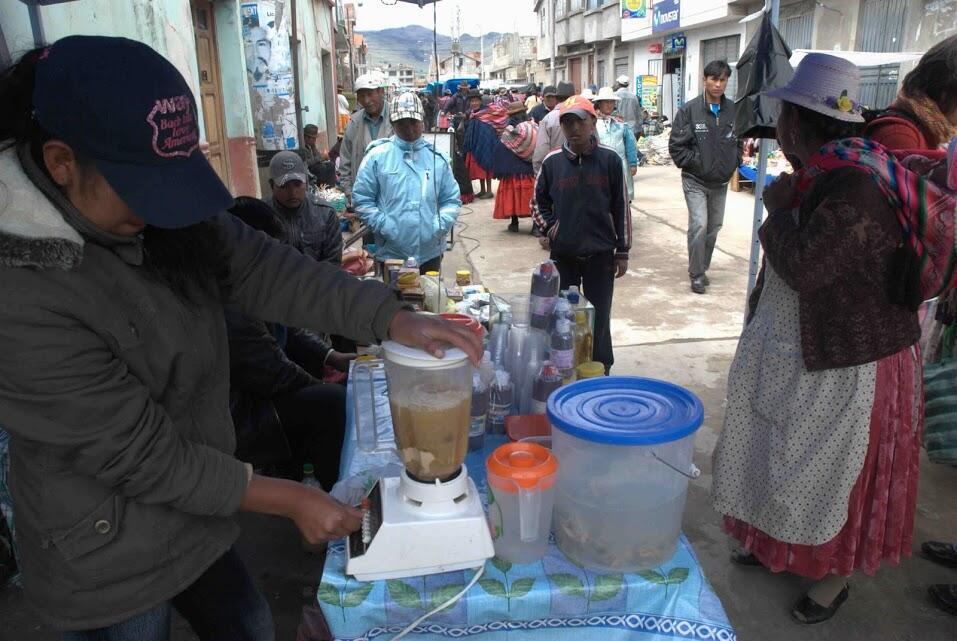 Bolivie: les grenouilles géantes, un batracien en détresse