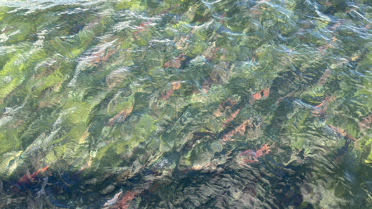 Selon une étude, les populations de poissons migrateurs ont décliné de ...