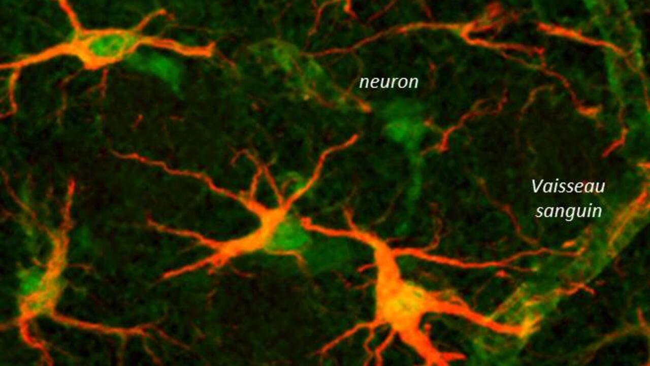 2. Pourquoi les astrocytes ? - Autour de la question