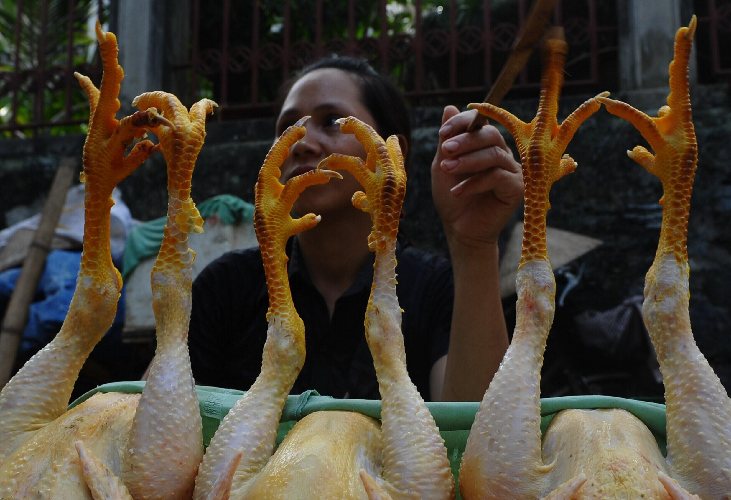 Proof humans reshaped the world? Chickens