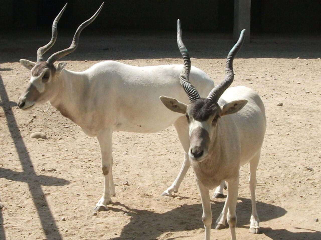Oryx Wikipedia La Libre