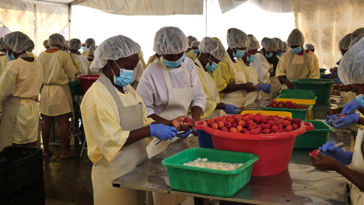 Madagascar: Tamatave au rythme de l'exportation du litchi (Série 1/3 ...