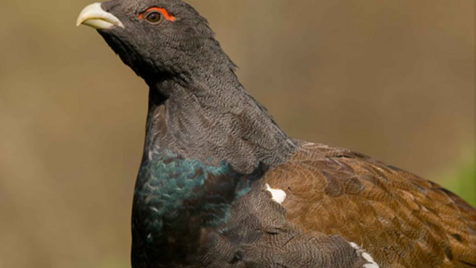El urogallo de Cantabria, otra especie en vías de extinción - Vida en ...