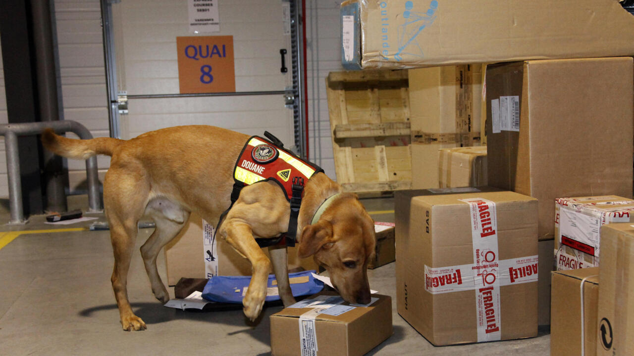 Aquí como que huele a droga... - Vida en el Planeta
