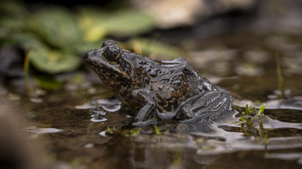 River frog scales new heights on Tanzania's Kilimanjaro in rare alpine ...