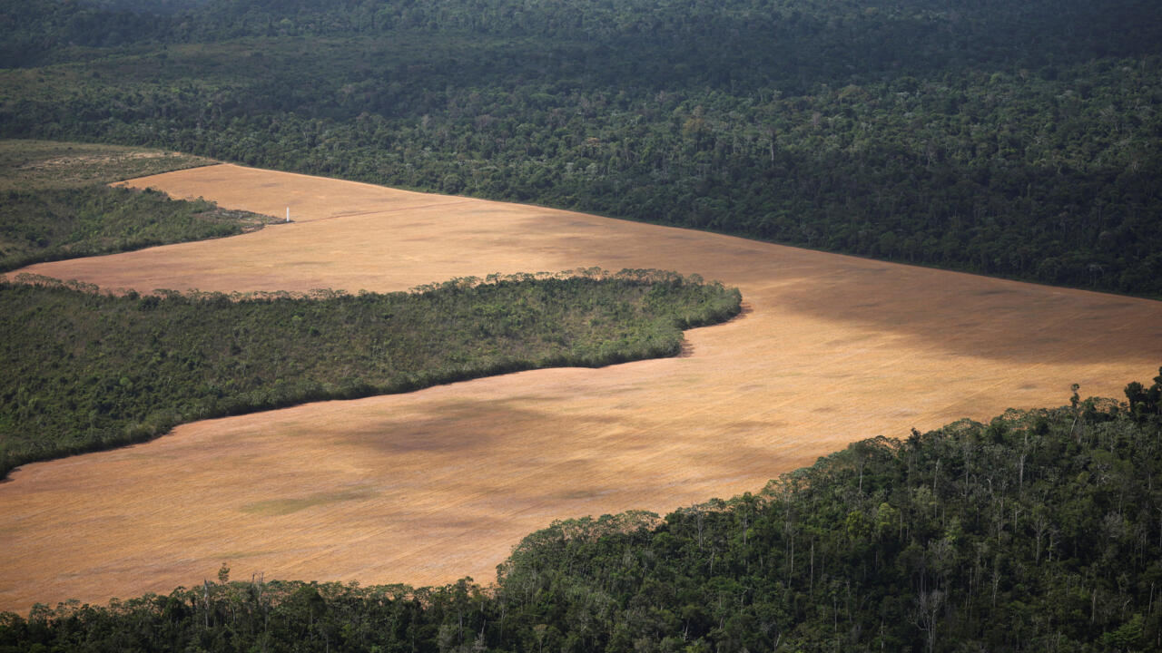 COP30: Majadiliano kuhusu uhifadhi wa misitu yaangaziwa - RFI