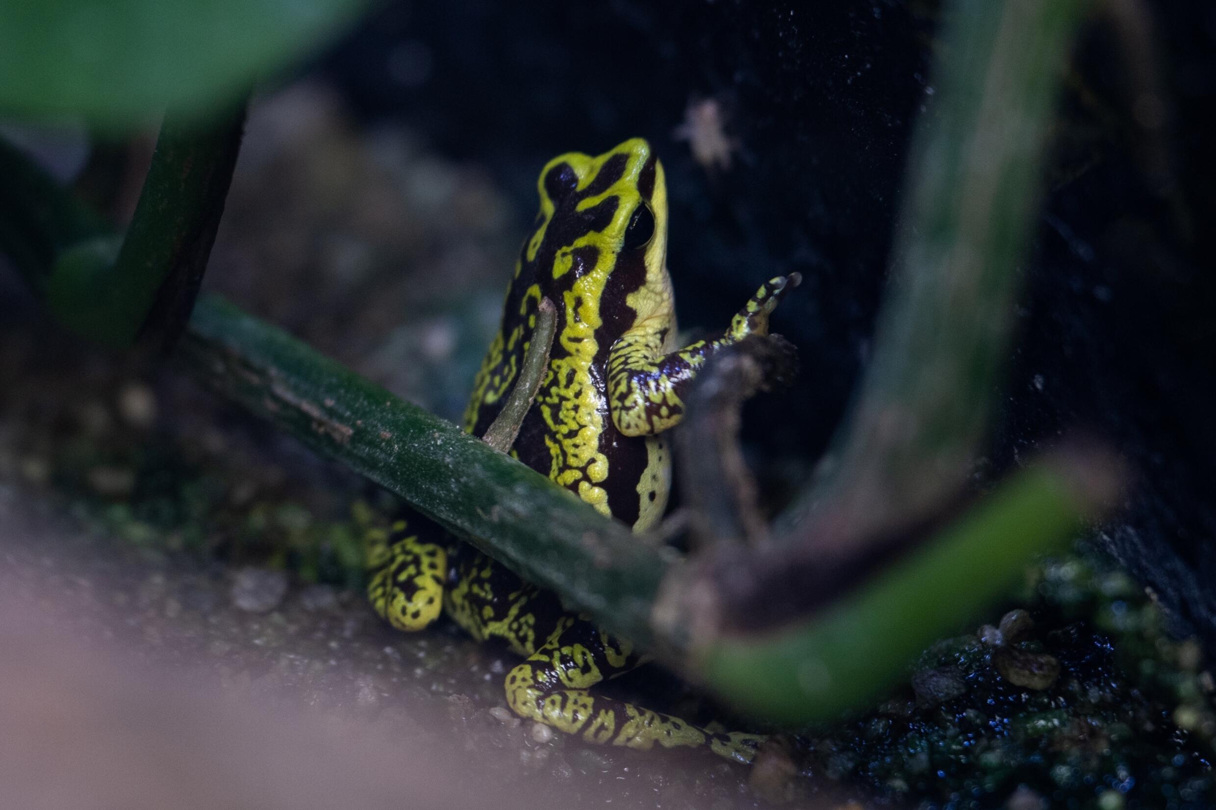Salvando al caimán del Orinoco, el mayor depredador de los ríos de ...