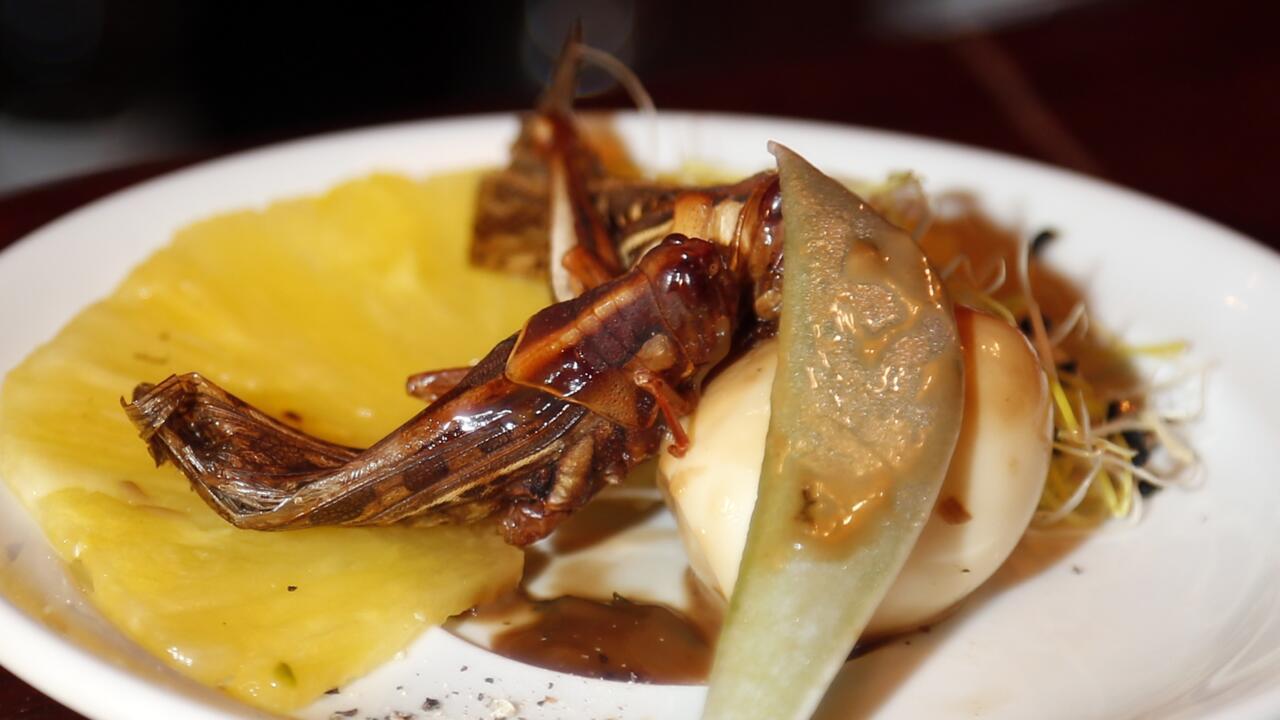 Des insectes dans nos assiettes - Reportage France