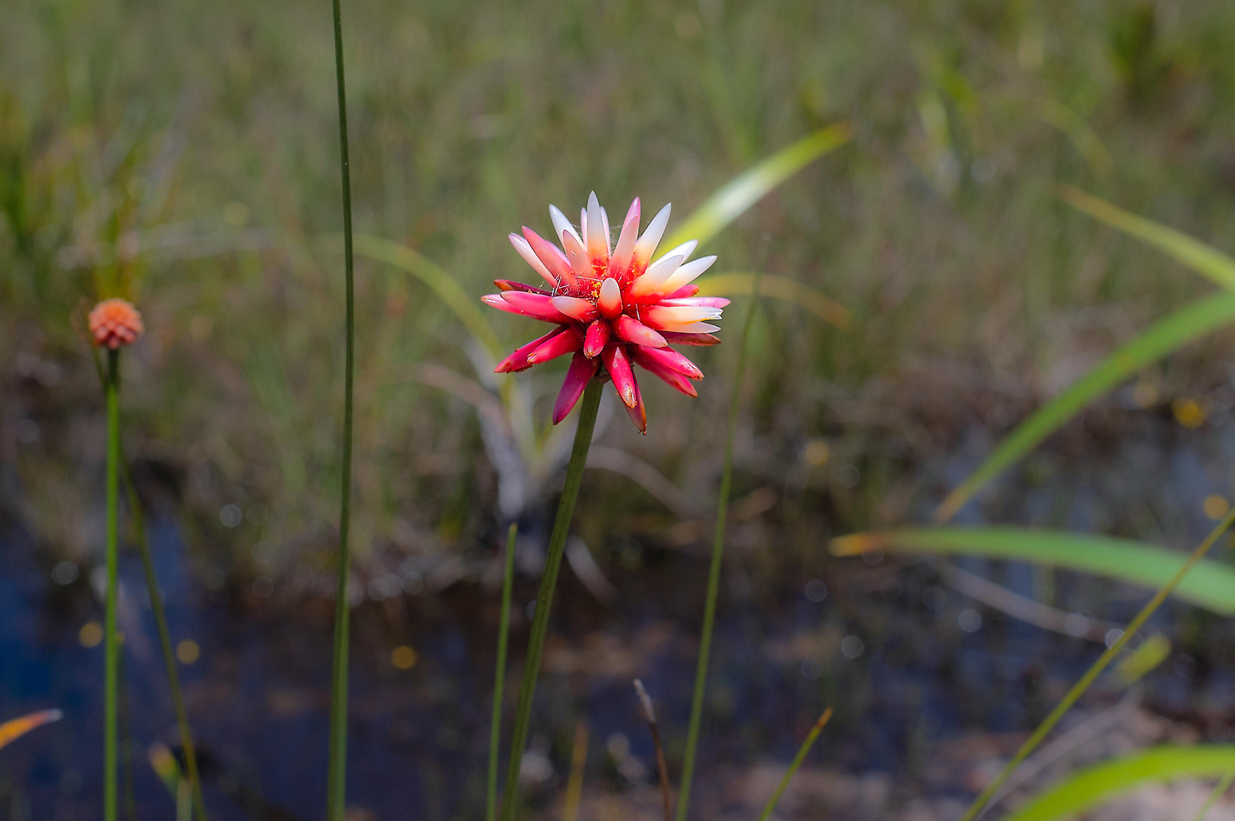 De "maleza" a emblema: una flor amazónica adorna la COP16 en Colombia