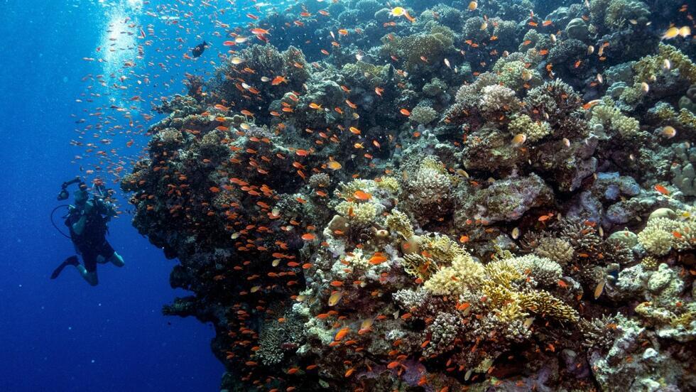 En mer Rouge, les coraux résistent au réchauffement climatique grâce à ...
