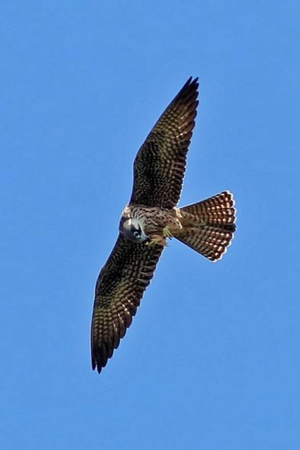 Eleonora's Falcon faces deforestation threat in Madagascar