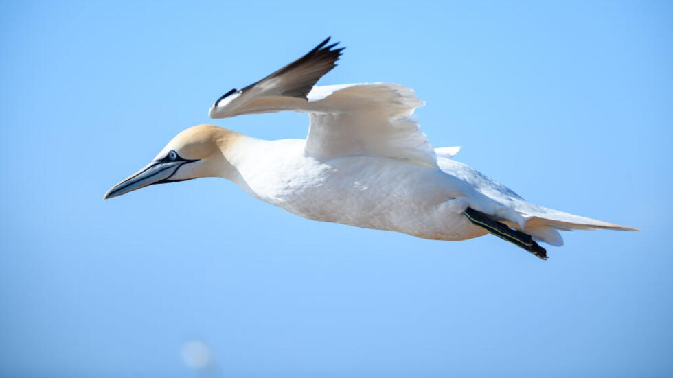Comment les oiseaux marins affrontent-ils les tempêtes? - C'est dans ta ...