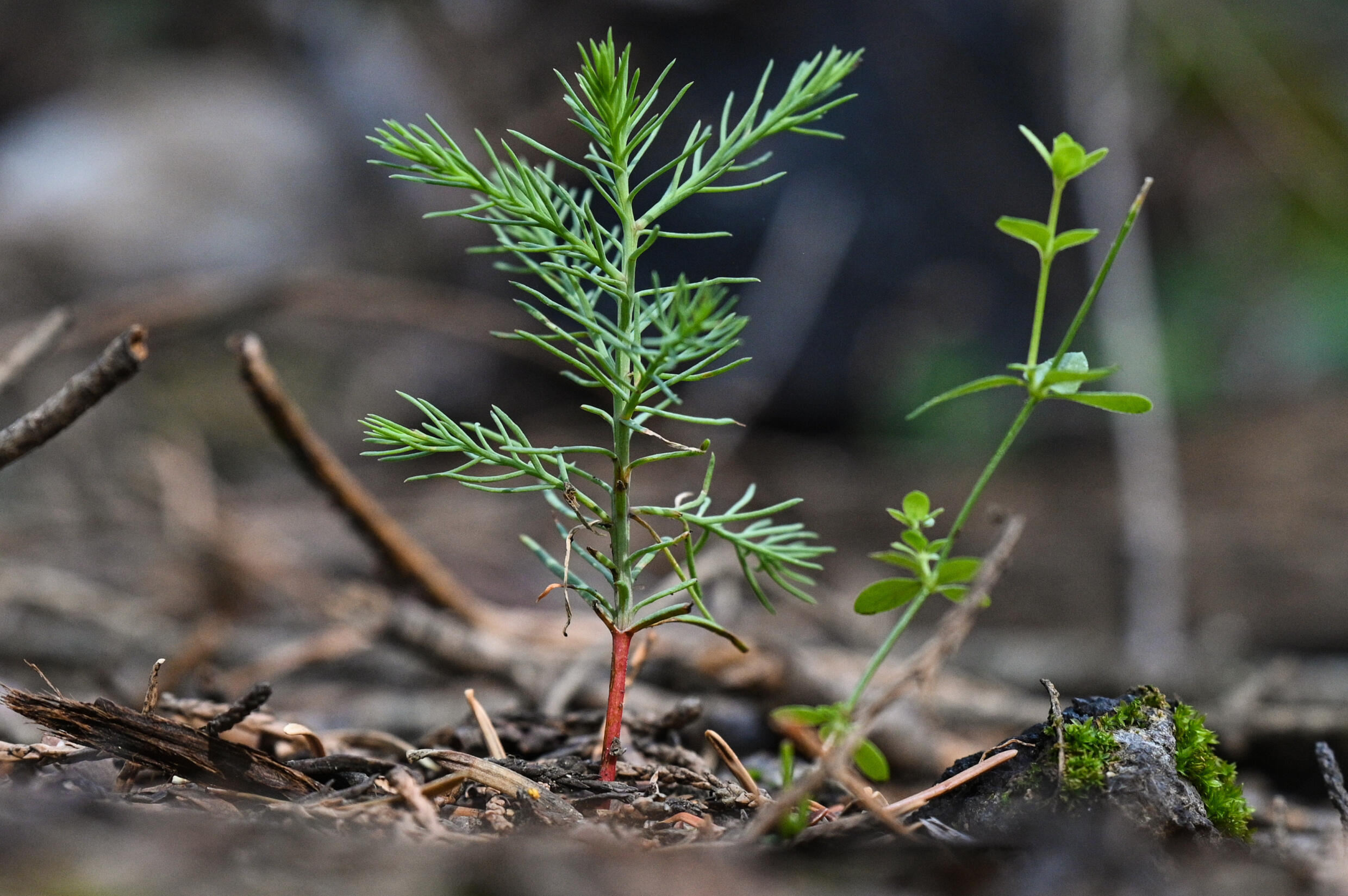 Helping or hindering? US scientists debate how to save giant sequoias