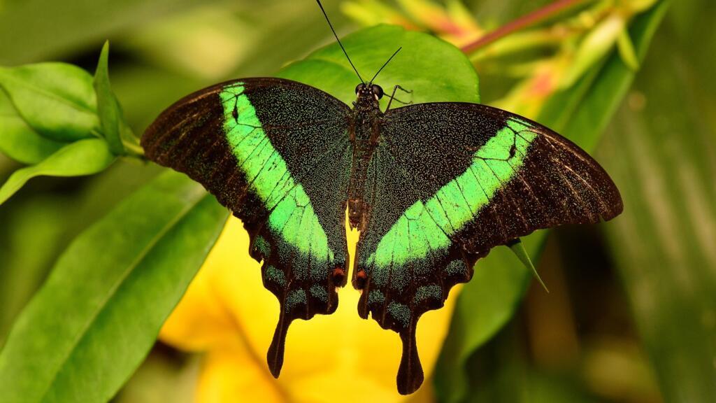 "Un minut pentru tine, o viață pentru ei" | S-a deschis sera cu fluturi ...