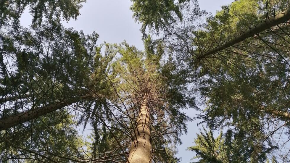 Reforma Romsilva. ”Regia Națională a Pădurilor trebuie depolitizată ...