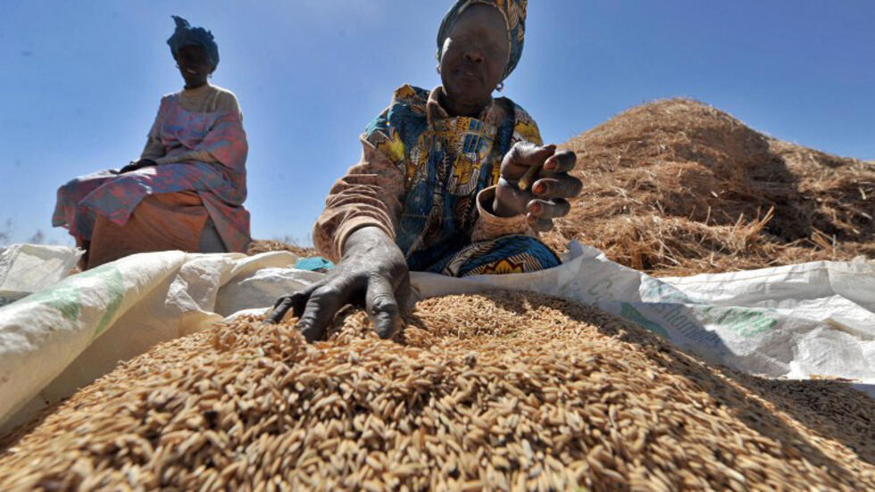 Production record de riz en Afrique de l'Ouest - Chronique des matières ...