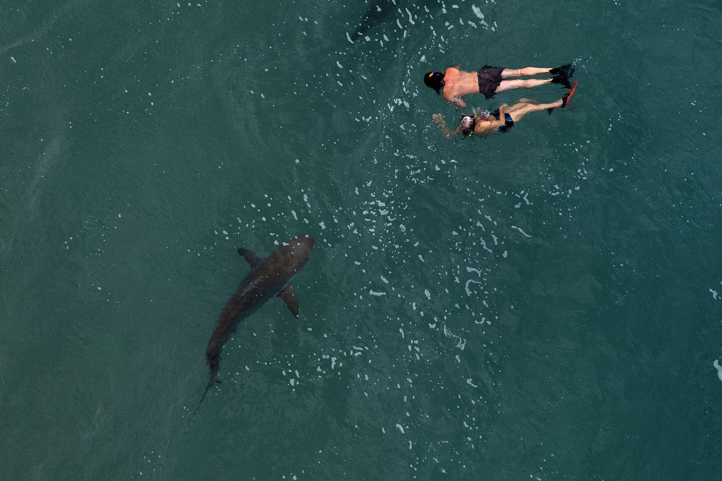 Spielberg regrets 'Jaws' impact on shark population