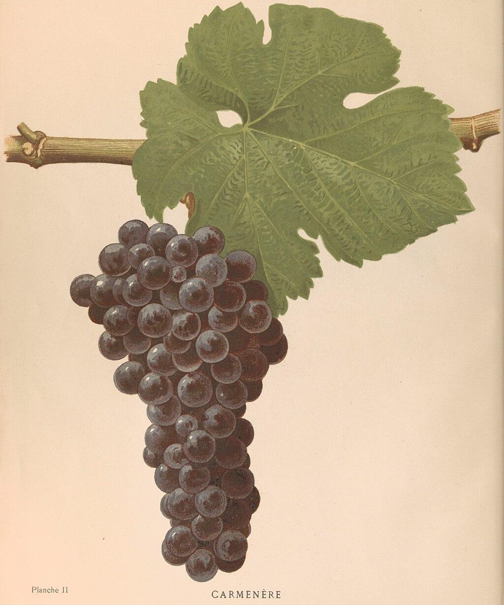 La Carmenere de Chile, una historia increíble del vino - Mundo Ciencia