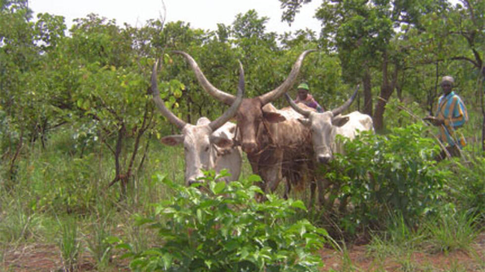 RCA: à l’évêché de Bouar, une situation humanitaire déplorable