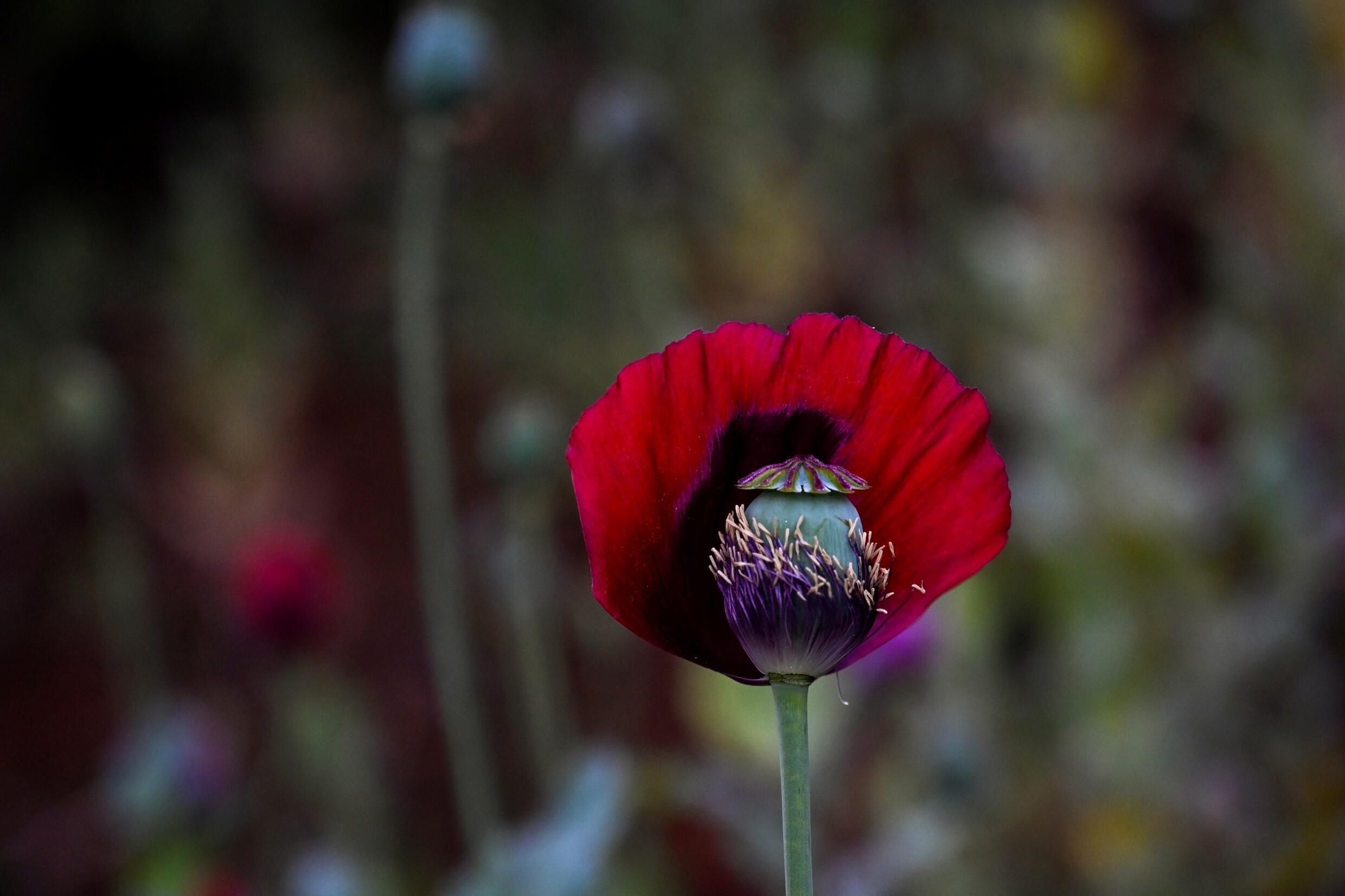Myanmar opium farming booming after coup: UN