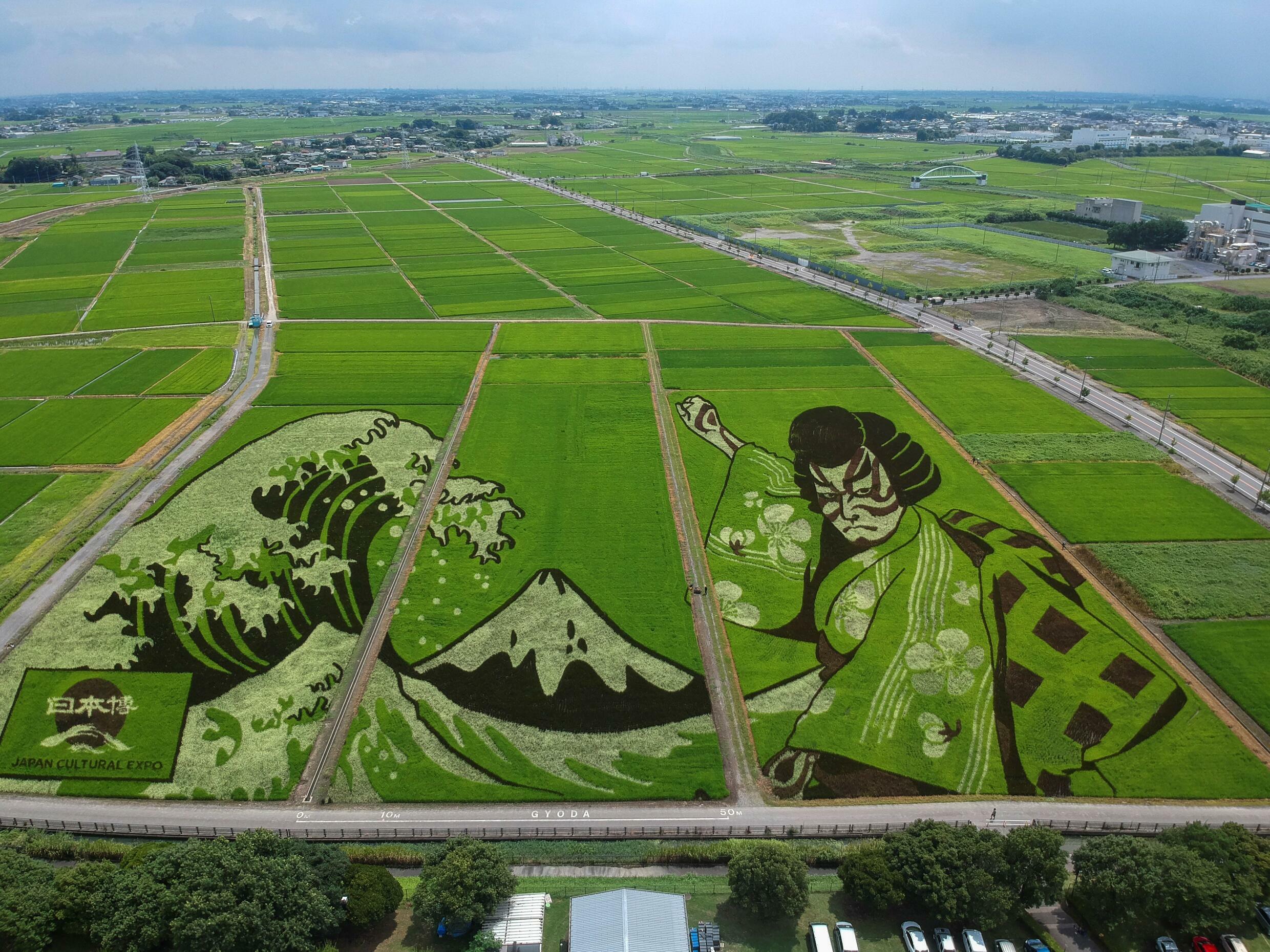 Planted art: Japan rice field work marks Tokyo Olympics - RFI