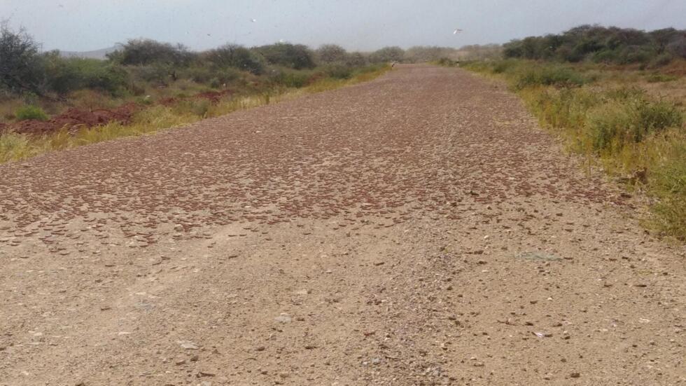 Ethiopia's triple threat against locusts - Spotlight on Africa