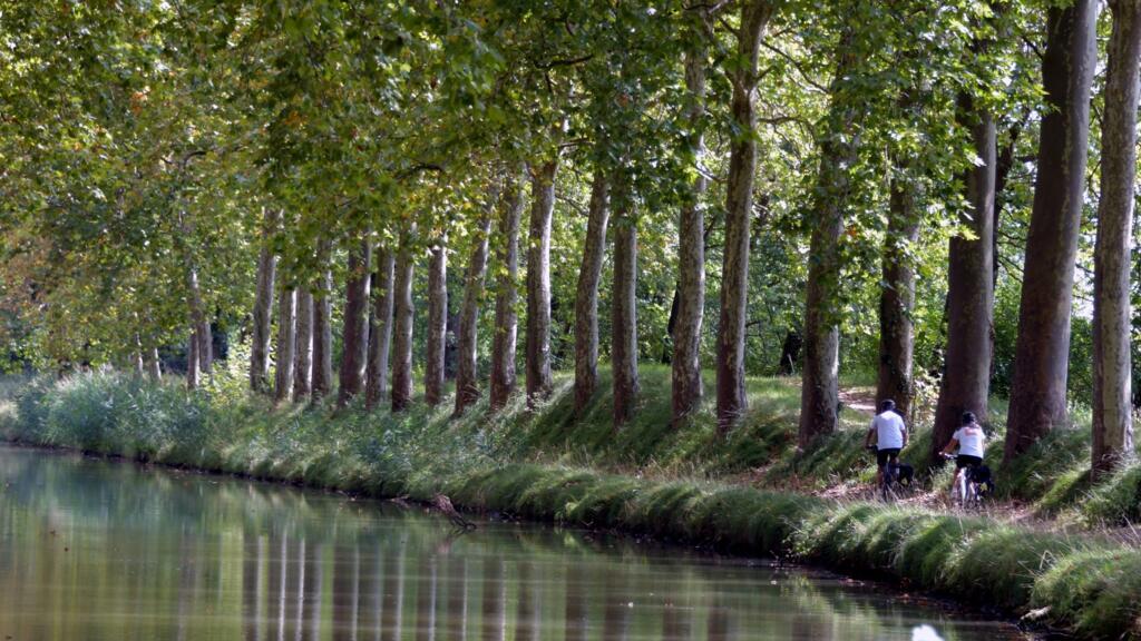 Muhammad Adamu Dansitta kan shirin gwamnatin Najeriya na dasa bishiyoyi biliyan 20 - Bakonmu a Yau