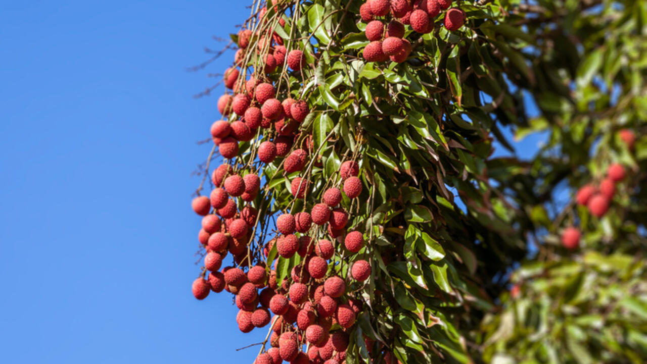Litchi de Madagascar: une campagne difficile - Chronique des matières ...