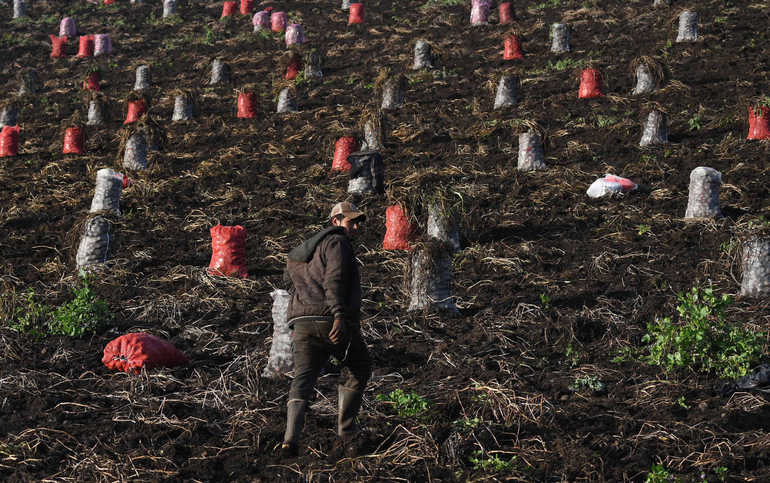 Las manos científicas al rescate de las papas "nativas" de Colombia