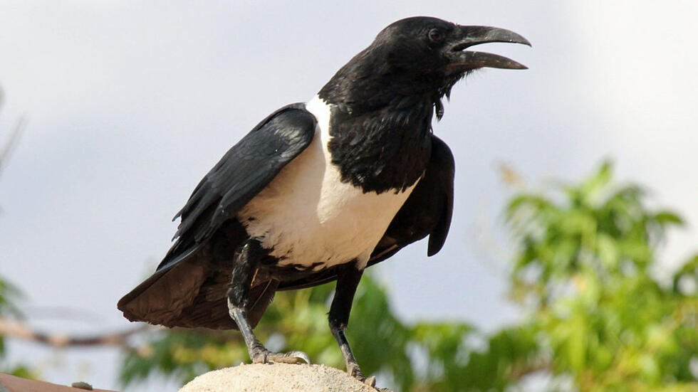 ‘Rotten eggs’ teach cocky crows not to rob nests in South Africa