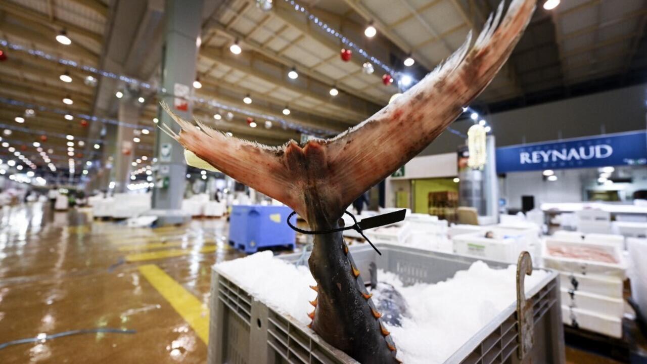 Changamoto za uvuvi katika kisiwa cha Ndeda, Kenya - Gurudumu la Uchumi