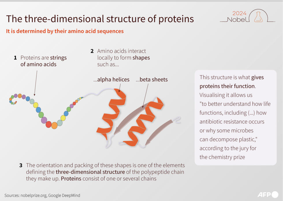 What are proteins again? Nobel-winning chemistry explained