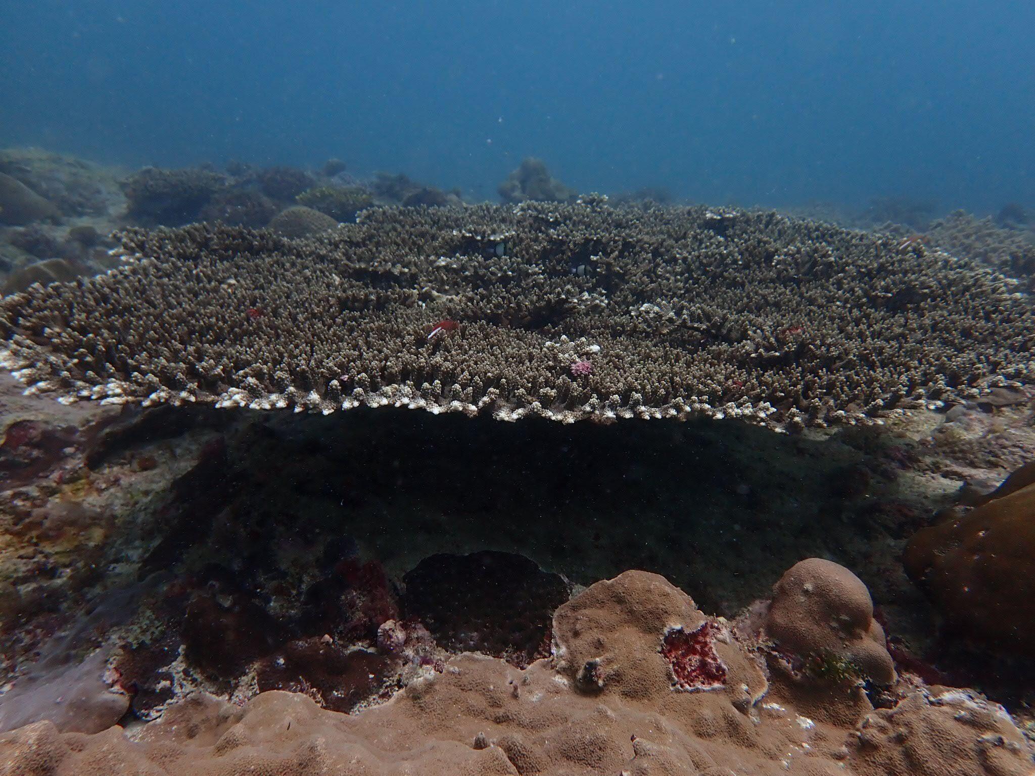 Jamii katika Pwani ya Kenya inavyotumia mswaki "Toothbrush" kurejesha ...