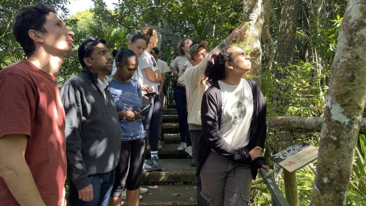 Maurice: Ebony Forest, le refuge des derniers ébéniers - Reportage Afrique