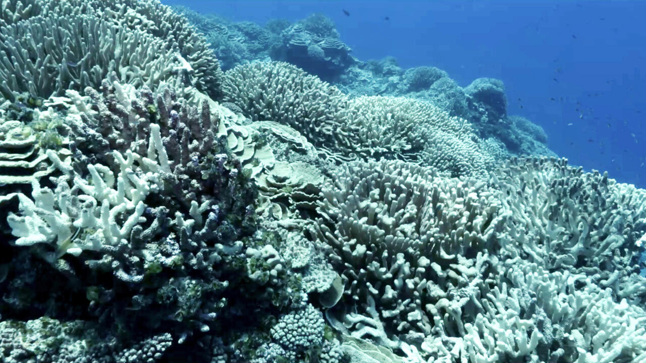 1. Quand l'expédition Tara séquence les coraux en Papouasie - C'est pas ...