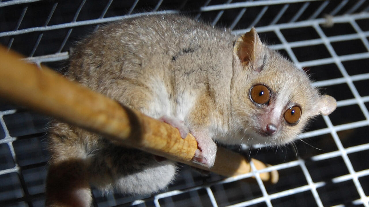 [Reportage] Madagascar: à la découverte du plus petit primate au monde