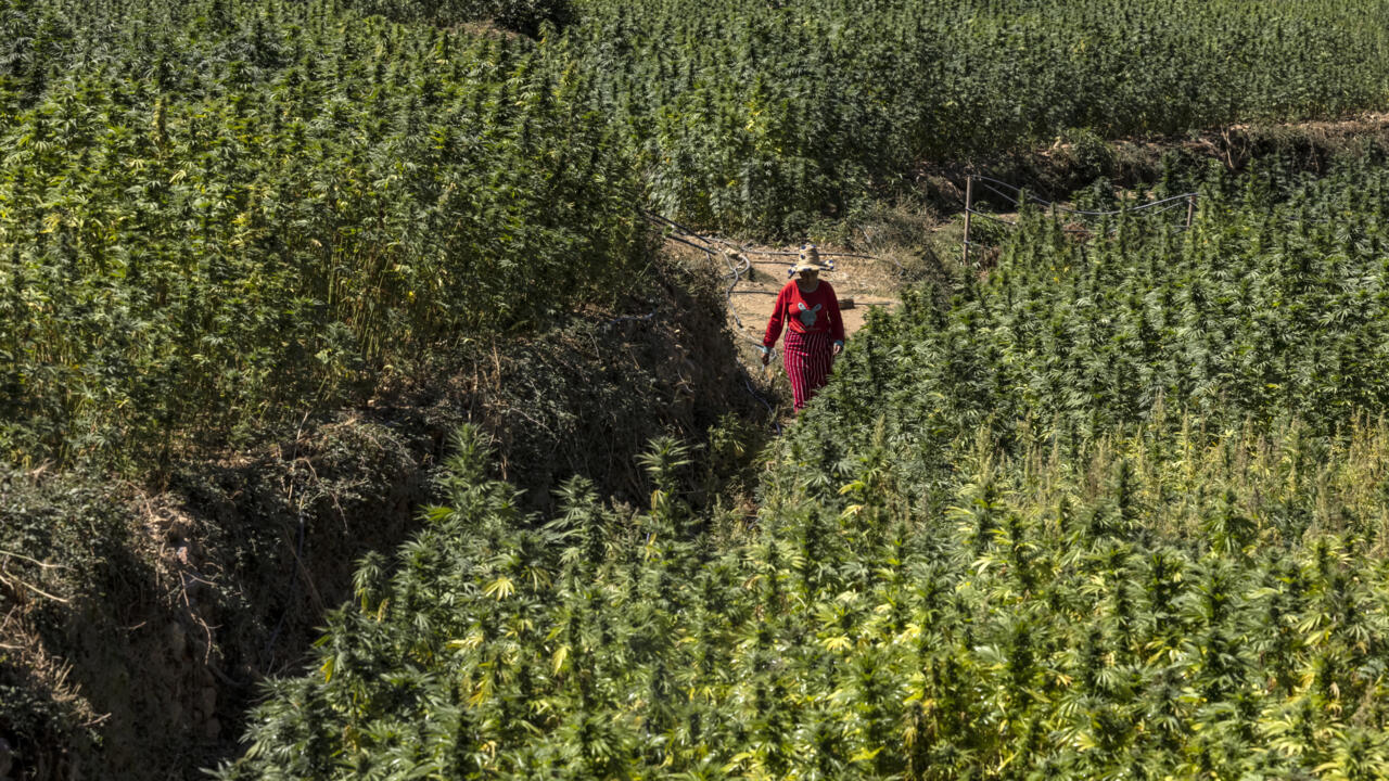 Maroc: les producteurs de cannabis légaux incités à cultiver la variété ...