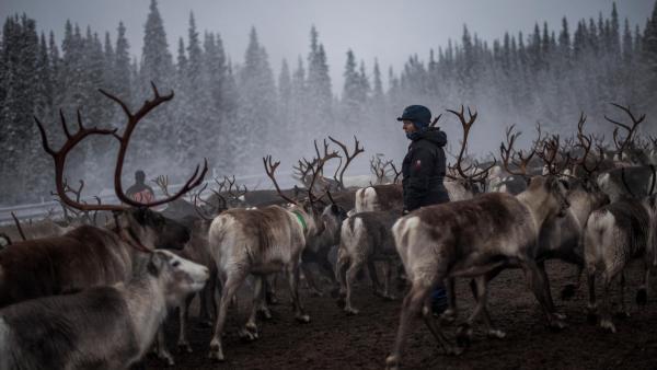 En Suède, les Samis remportent une victoire historique