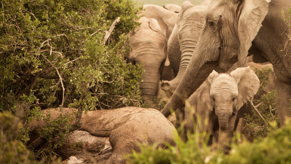 Le mystère des animaux face à la mort - C'est dans ta nature