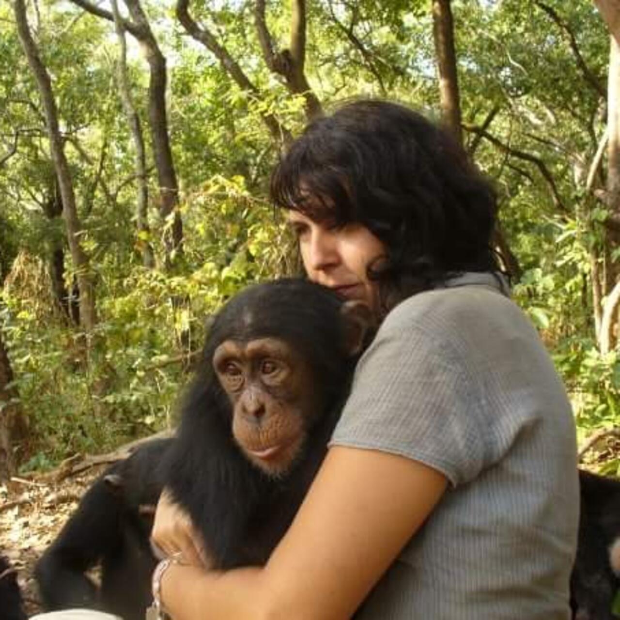 Chimpanzee Poaching