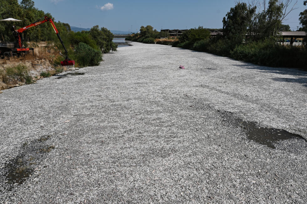 Greek port grapples with flood of dead fish