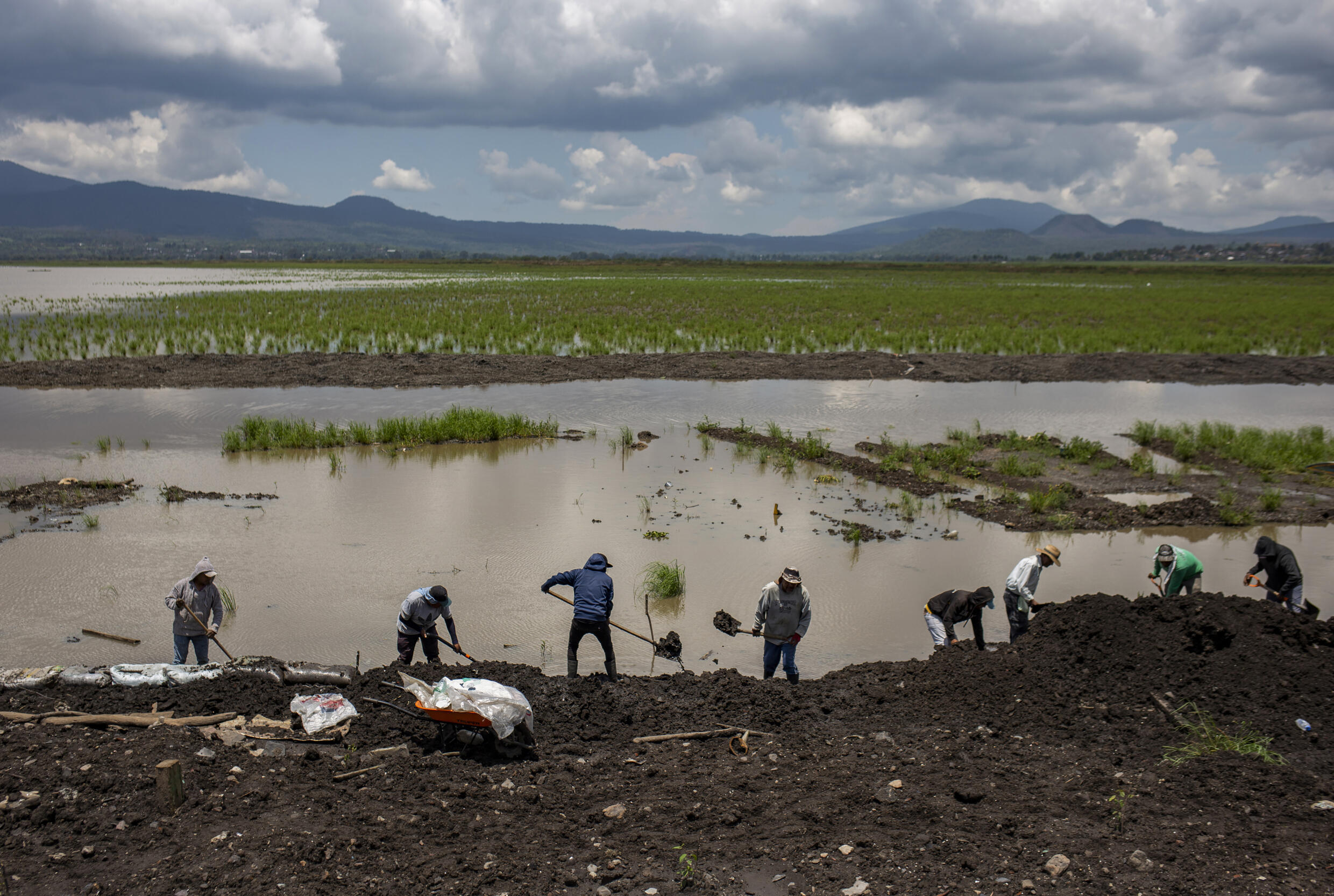 En México, rescatan el lago de Pátzcuaro con peces blancos y limpieza ...