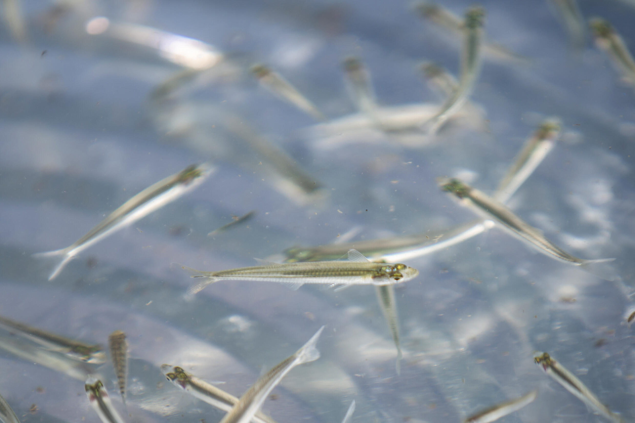 En México, rescatan el lago de Pátzcuaro con peces blancos y limpieza ...